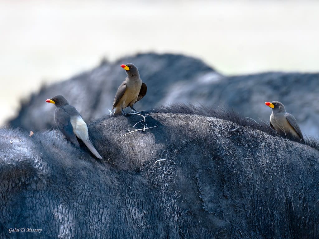 Galal El Missary, 2025, 72/134| Tam Gallery